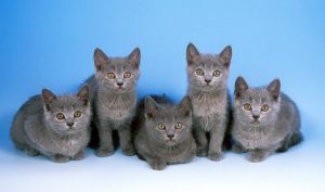 Chartreux Cat Info, History, Personality, Kittens, Diet, Pictures