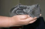 Chartreux Cat Info, History, Personality, Kittens, Diet, Pictures