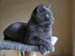 Chartreux Cat Info, History, Personality, Kittens, Diet, Pictures