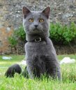 Chartreux Cat Info, History, Personality, Kittens, Diet, Pictures